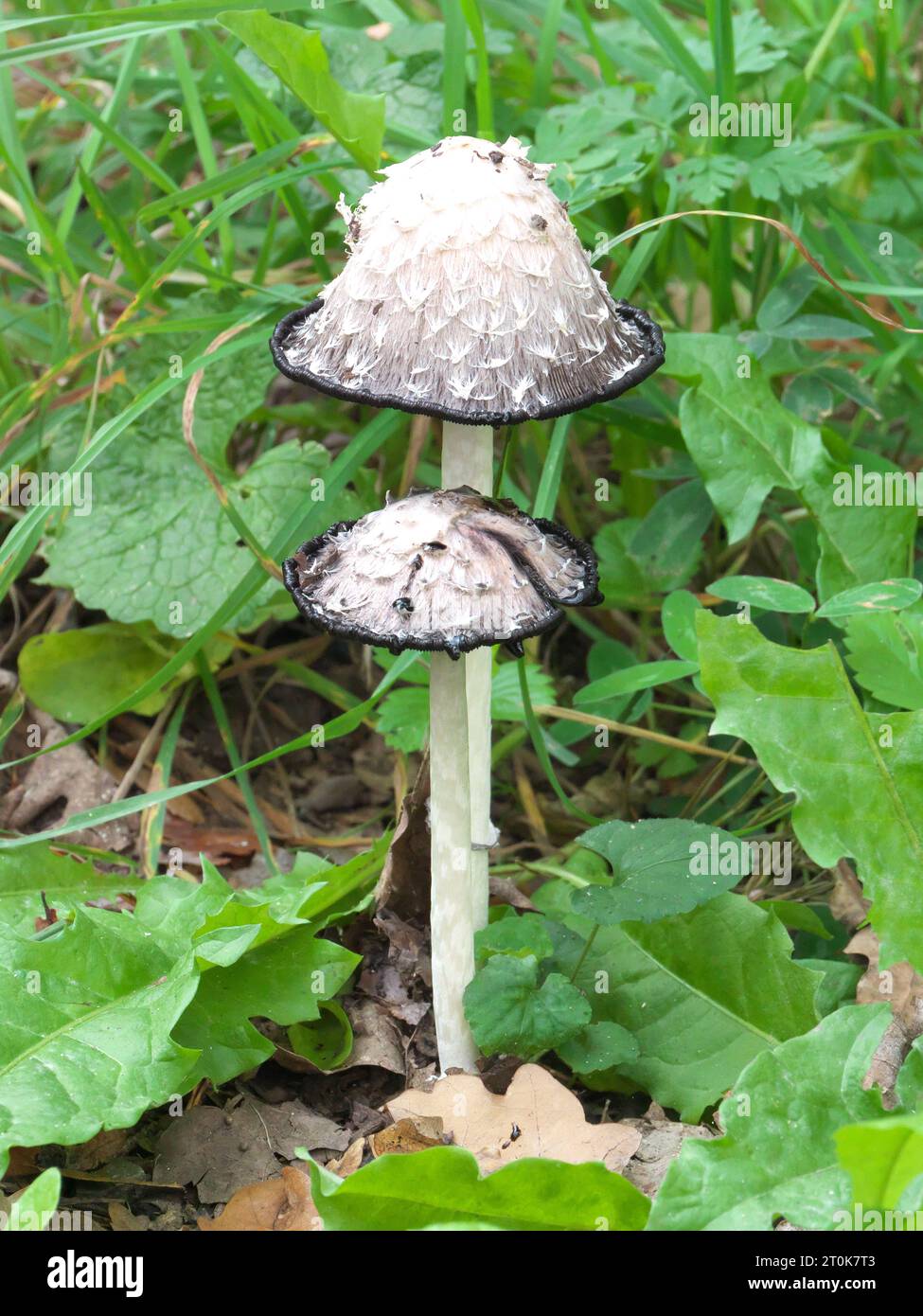 Crested Fungus (Coprinus comatus Stock Photo - Alamy