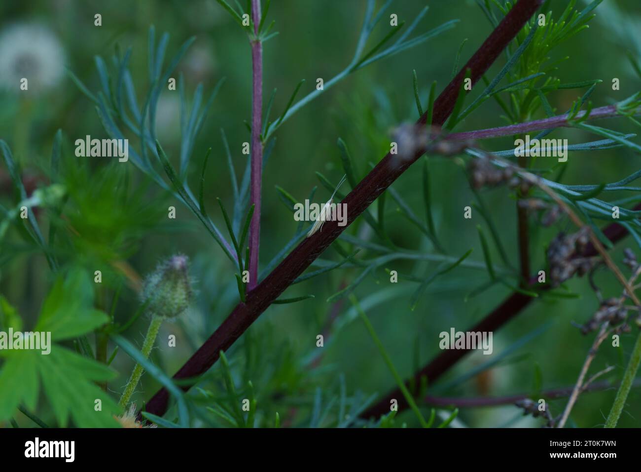 Coleophora peribenanderi Family Coleophoridae Genus Coleophora Pale ...