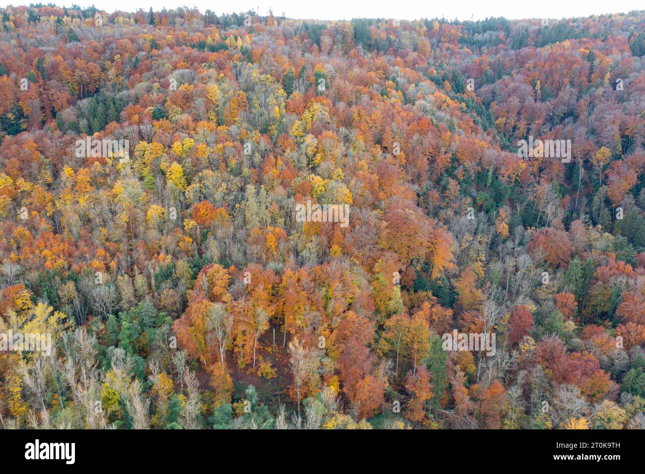 Deciduous forest aerial hi-res stock photography and images - Alamy