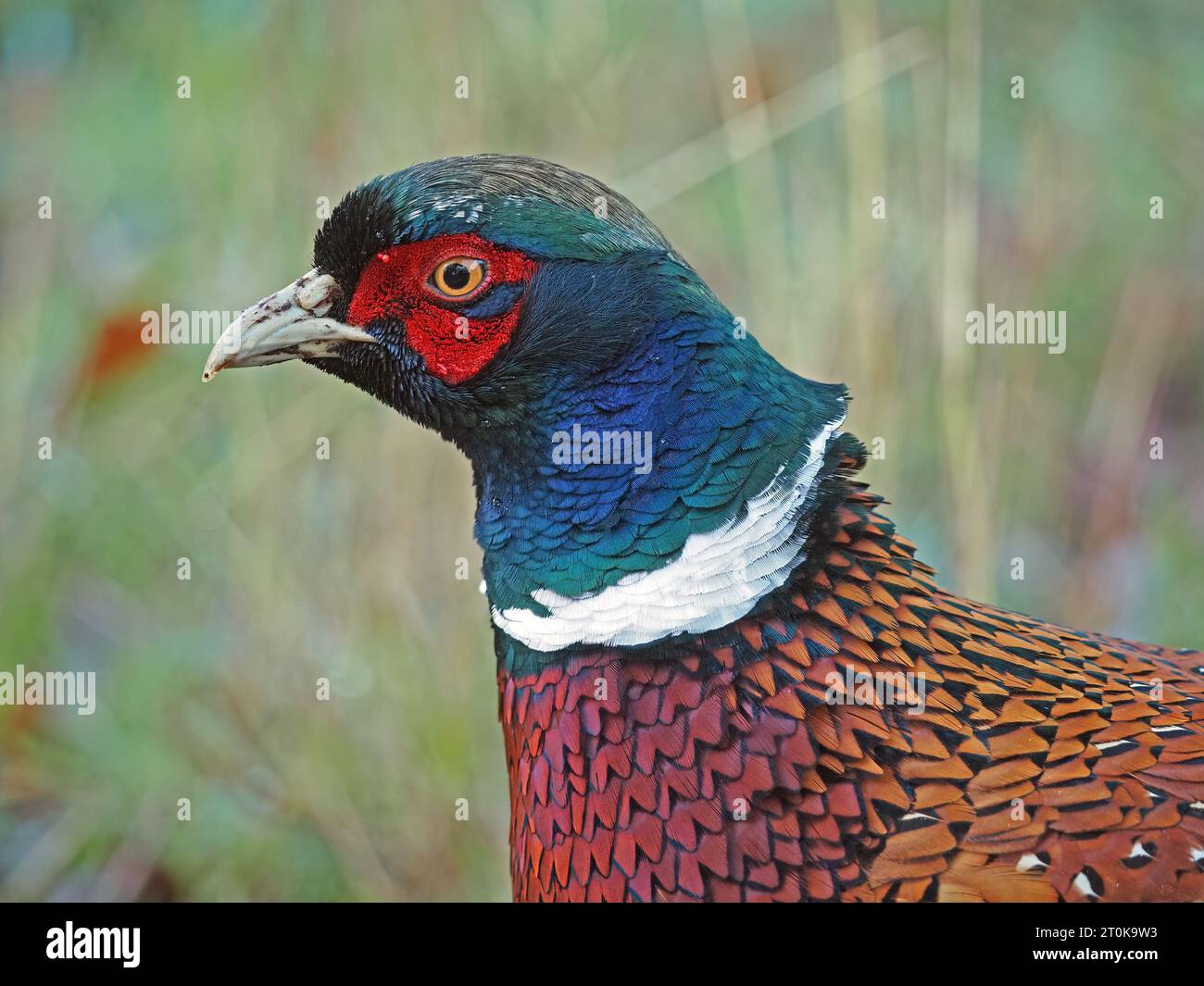 beautiful iridescent metallic plumage of male Common Pheasant ...