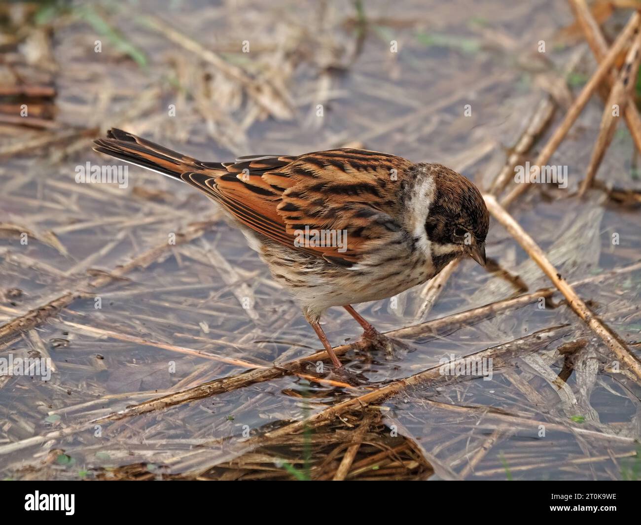 Reed bunting in flight uk hi-res stock photography and images - Alamy