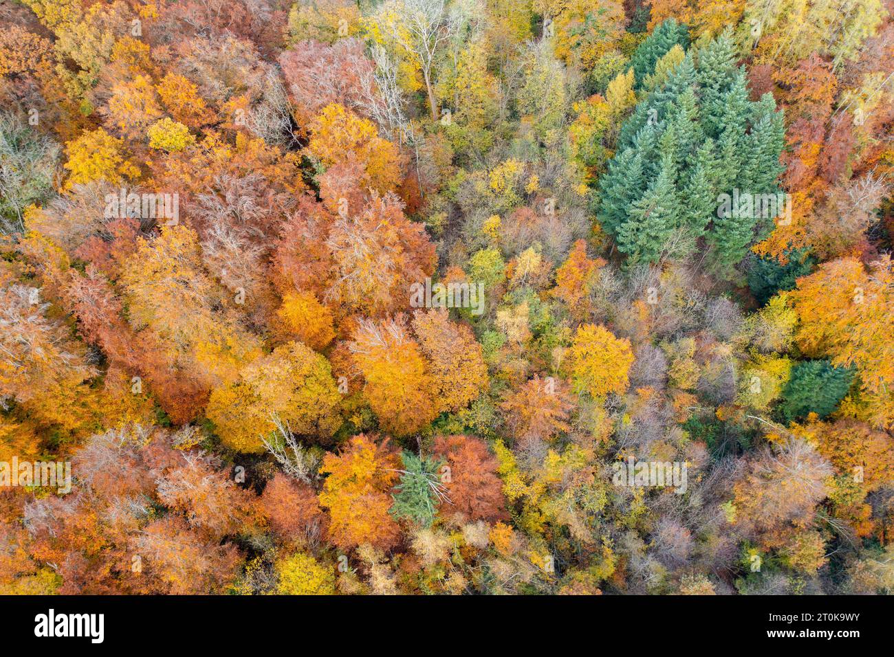 Aerial top view deciduous forest hi-res stock photography and images ...