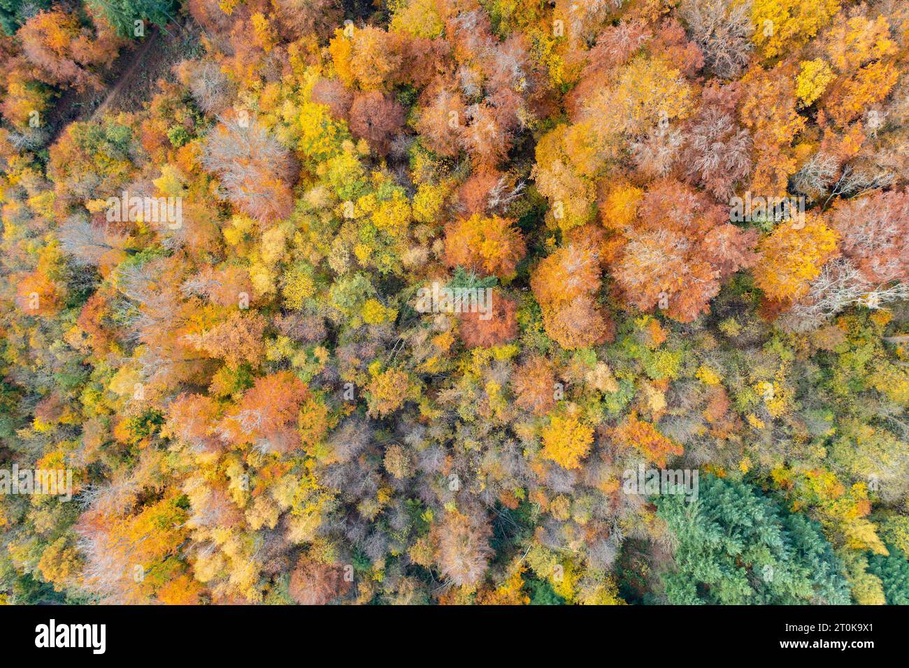Colourful autumn forest form above, captured with a drone. Natural ...