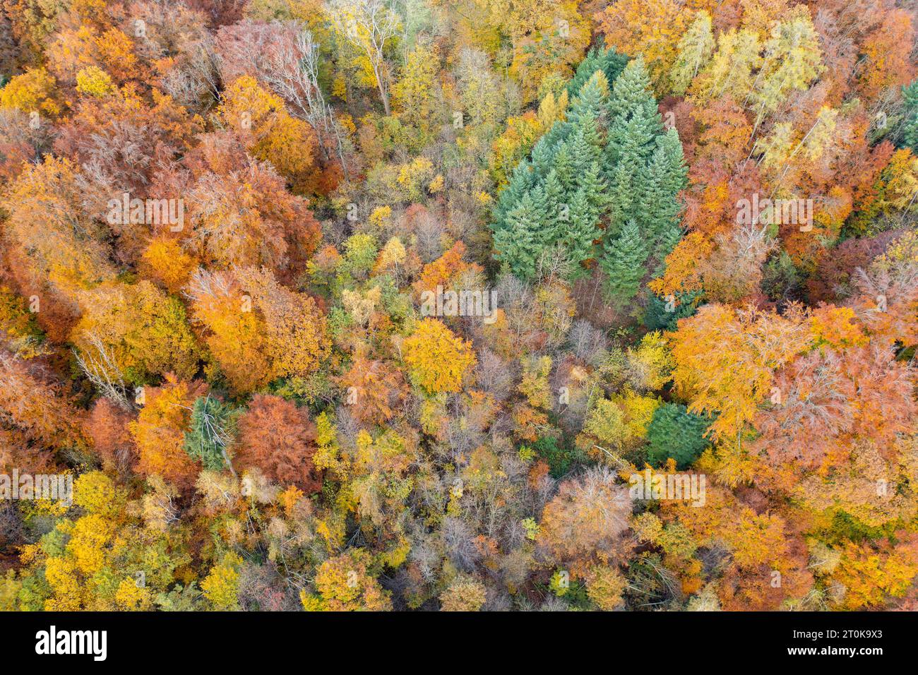 Aerial top view deciduous forest hi-res stock photography and images ...