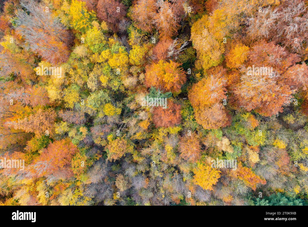 Amazing colorful forest in Switzerland. There are so many different ...