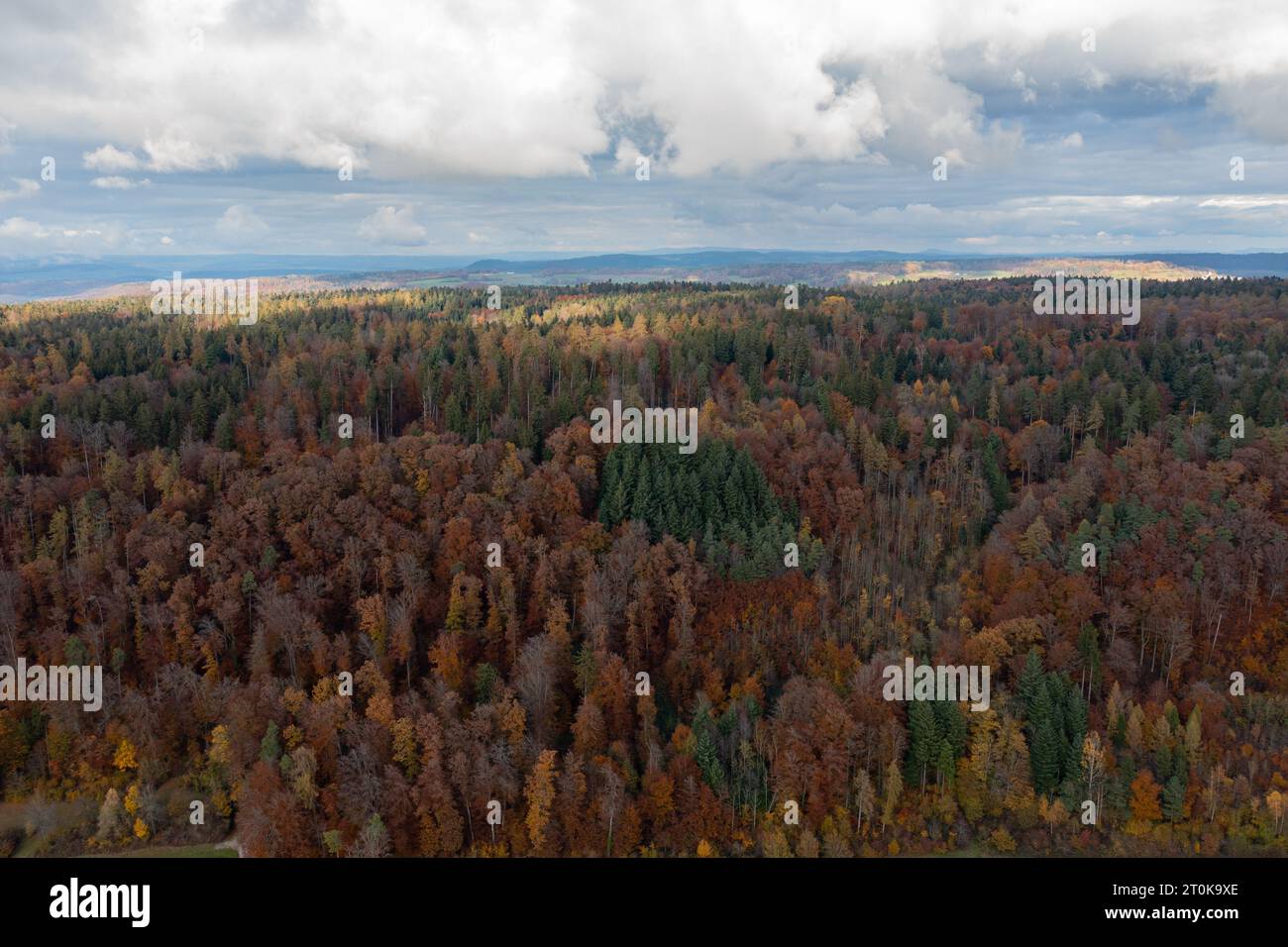 Aerial top down view of autumn forest with green and yellow trees ...