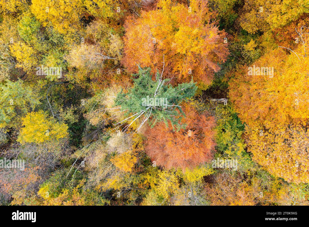 Amazing colorful forest in Switzerland. There are so many different ...