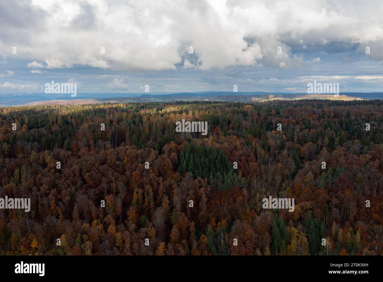 Aerial top down view of autumn forest with green and yellow trees ...