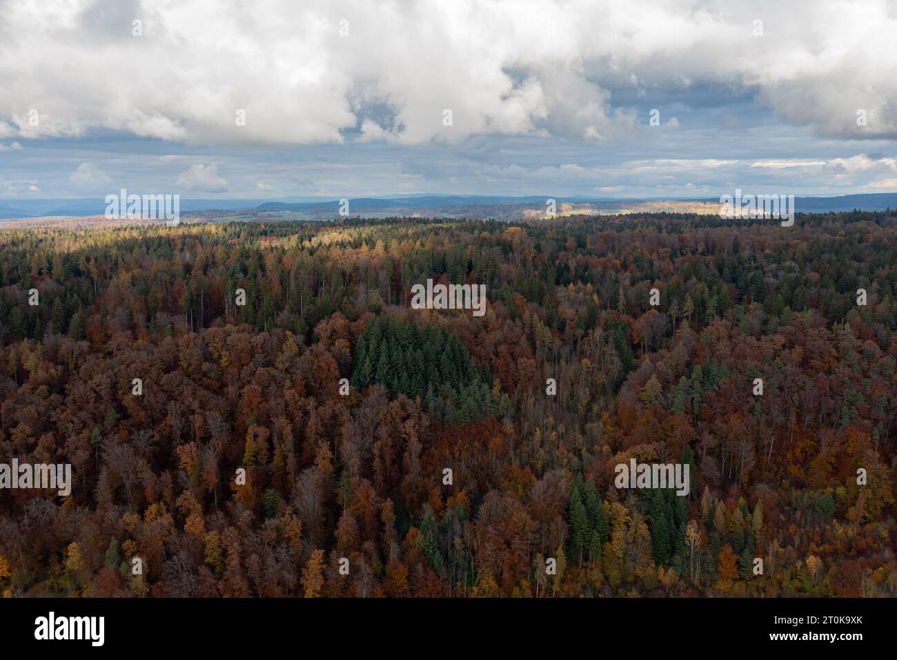 Colourful autumn forest form above, captured with a drone. Natural ...