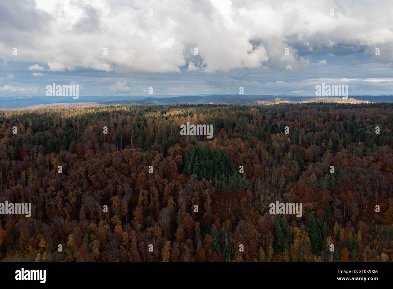 Colourful autumn forest form above, captured with a drone. Natural ...