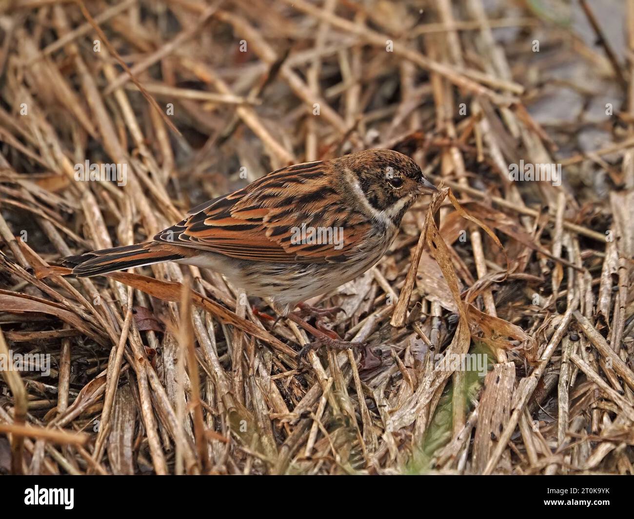 Reed bunting in flight uk hi-res stock photography and images - Alamy