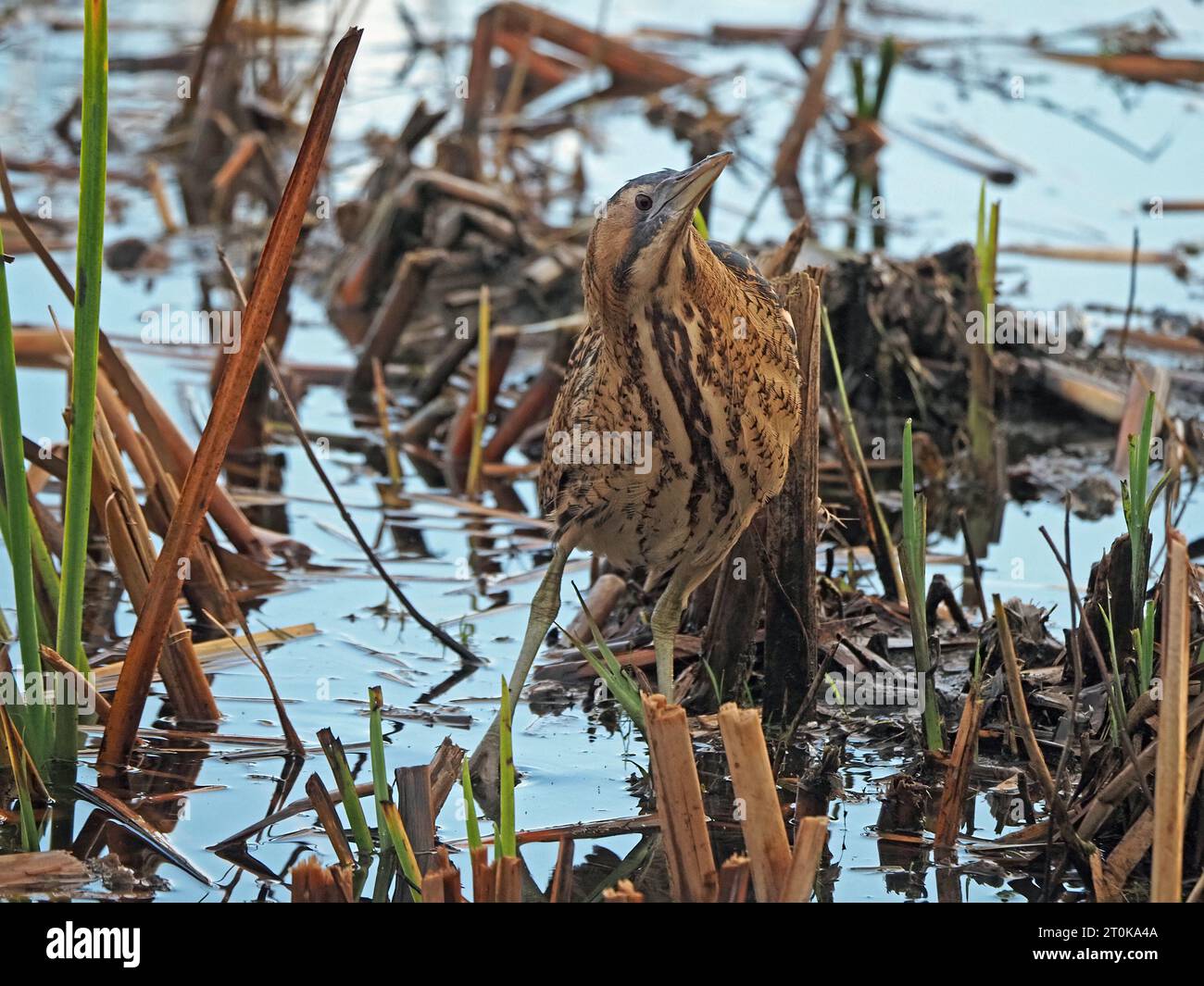 Elusive birds hi-res stock photography and images - Alamy