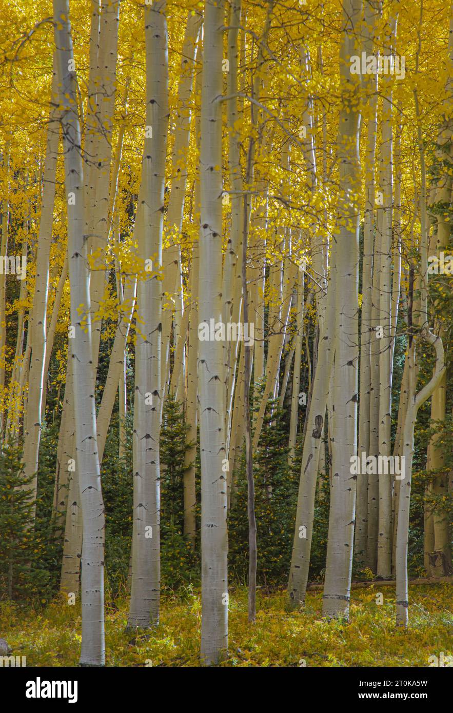 Colorado Rocky Mountains Fall scenery Stock Photo - Alamy