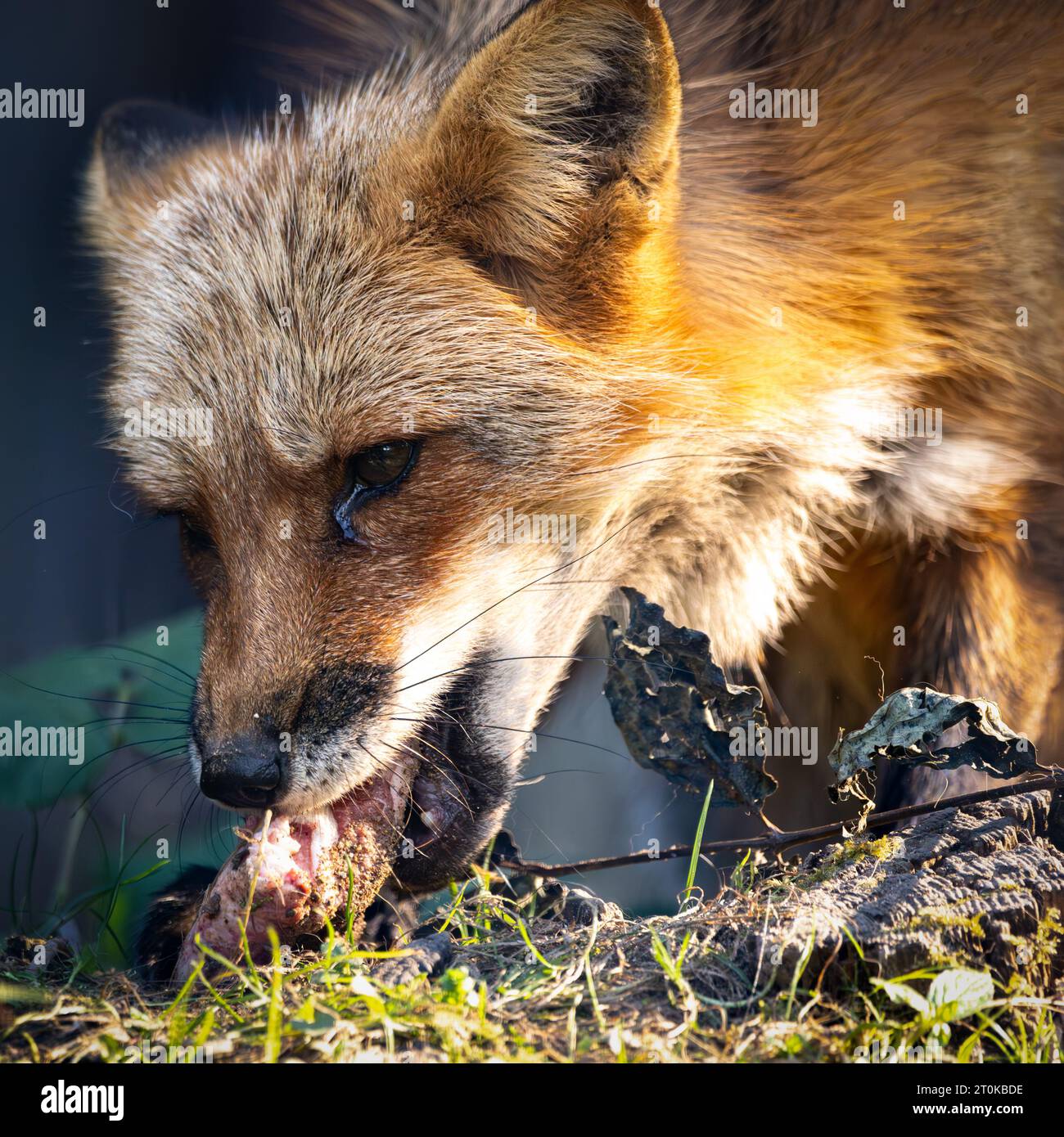 Fox biting hi-res stock photography and images - Alamy