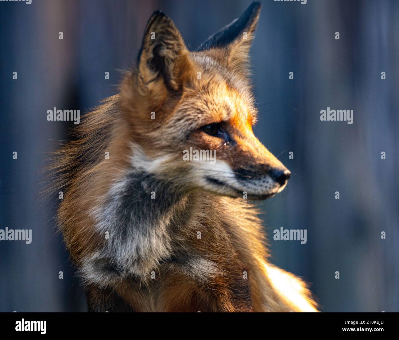 A fox looking to one side Stock Photo - Alamy