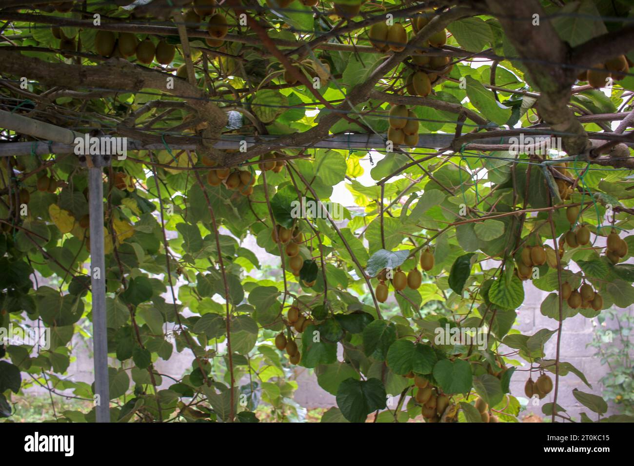 Kiwi vine leaf hi-res stock photography and images - Alamy