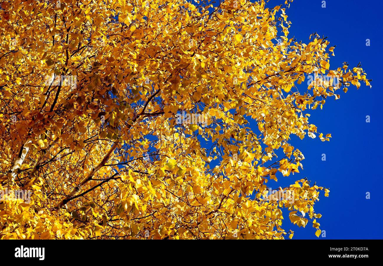 Alberta tree hi-res stock photography and images - Alamy