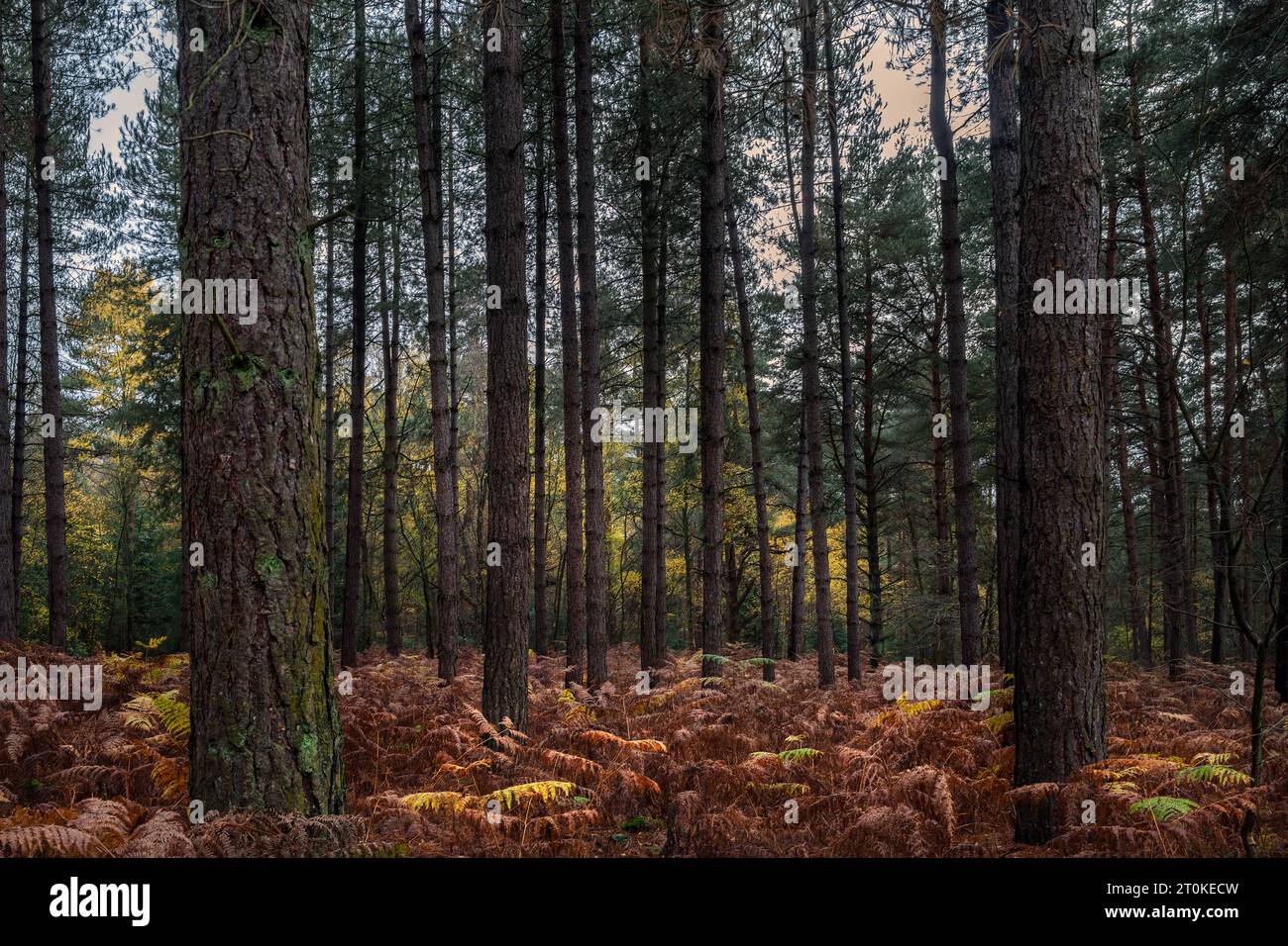 Sandringham norfolk woods hi-res stock photography and images - Alamy
