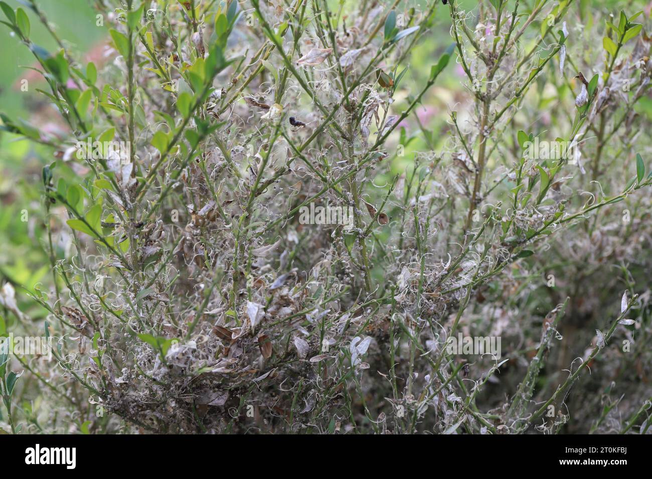 Invasive shrub control hi-res stock photography and images - Alamy