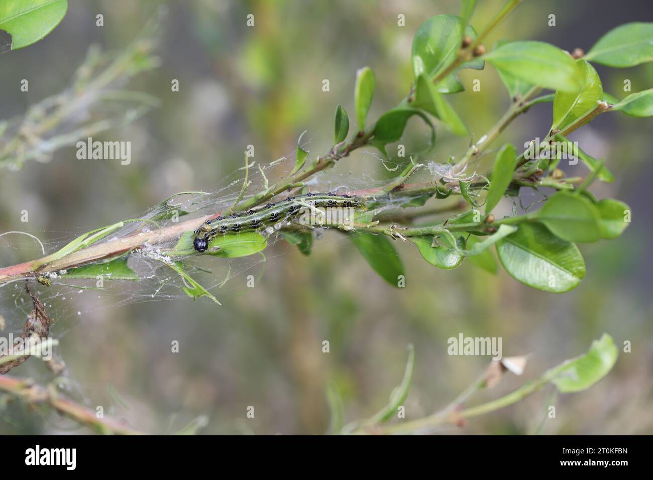 Boxwood shrub infested and destroyed by caterpillars of Box Tree Moth ...