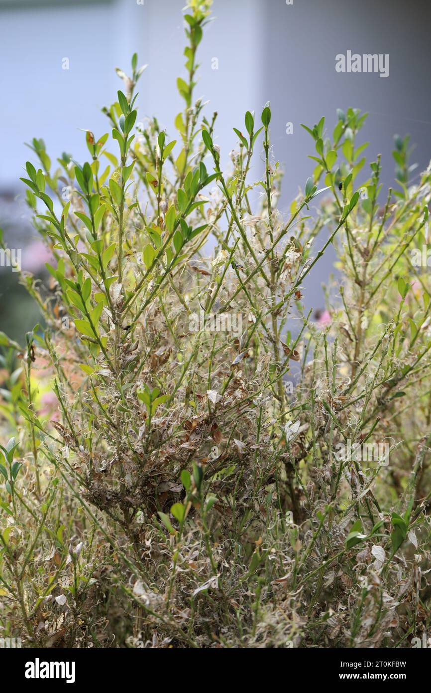 Boxwood shrub infested and destroyed by caterpillars of Box Tree Moth ...