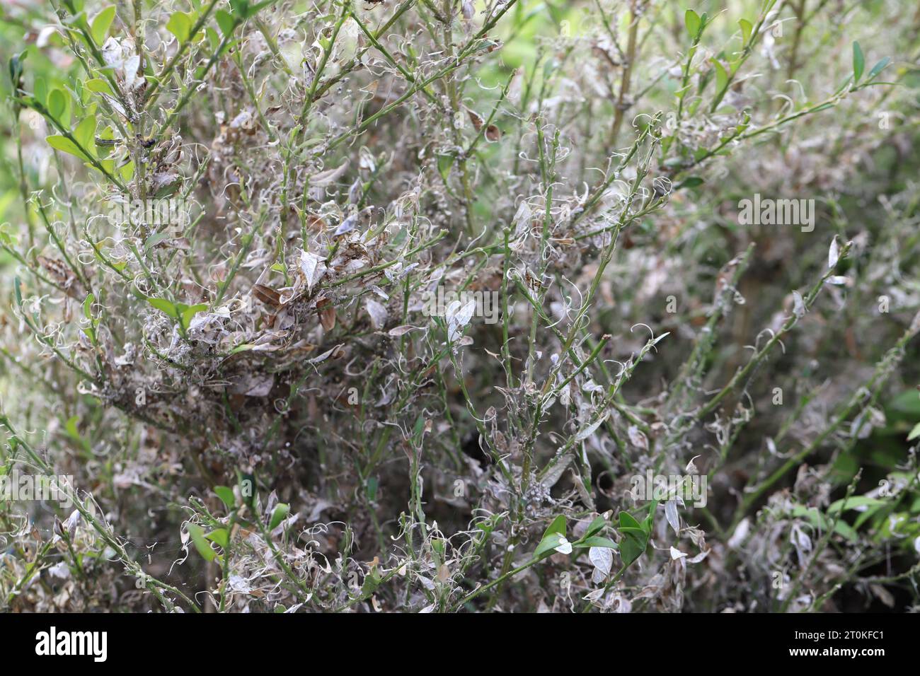 Boxwood shrub infested and destroyed by caterpillars of Box Tree Moth ...