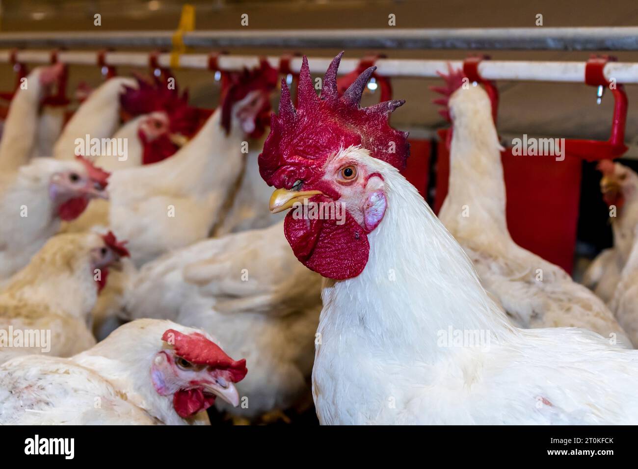 Breeding roosters and hens for meat feed inside the breeding area of a ...