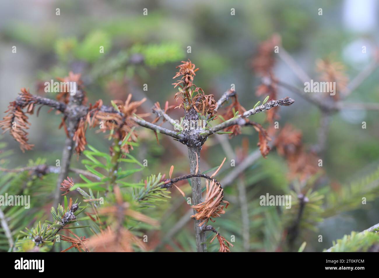 Woolly aphid hi-res stock photography and images - Alamy