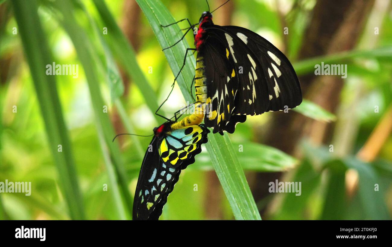Two Cairns birdwing butterflies (Ornithoptera euphorion), aka Cooktown ...