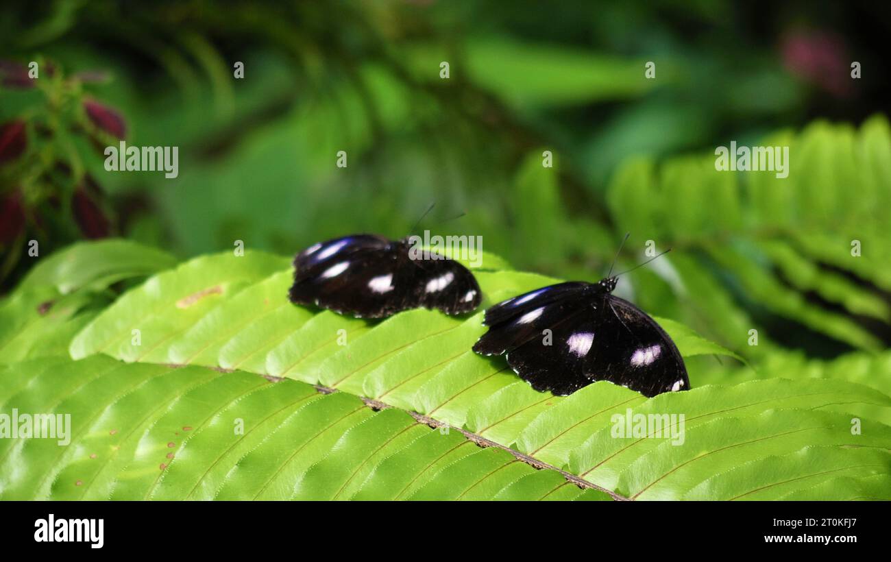 A pair of hypolimnas bolina butterflies (aka great eggfly or blue moon ...
