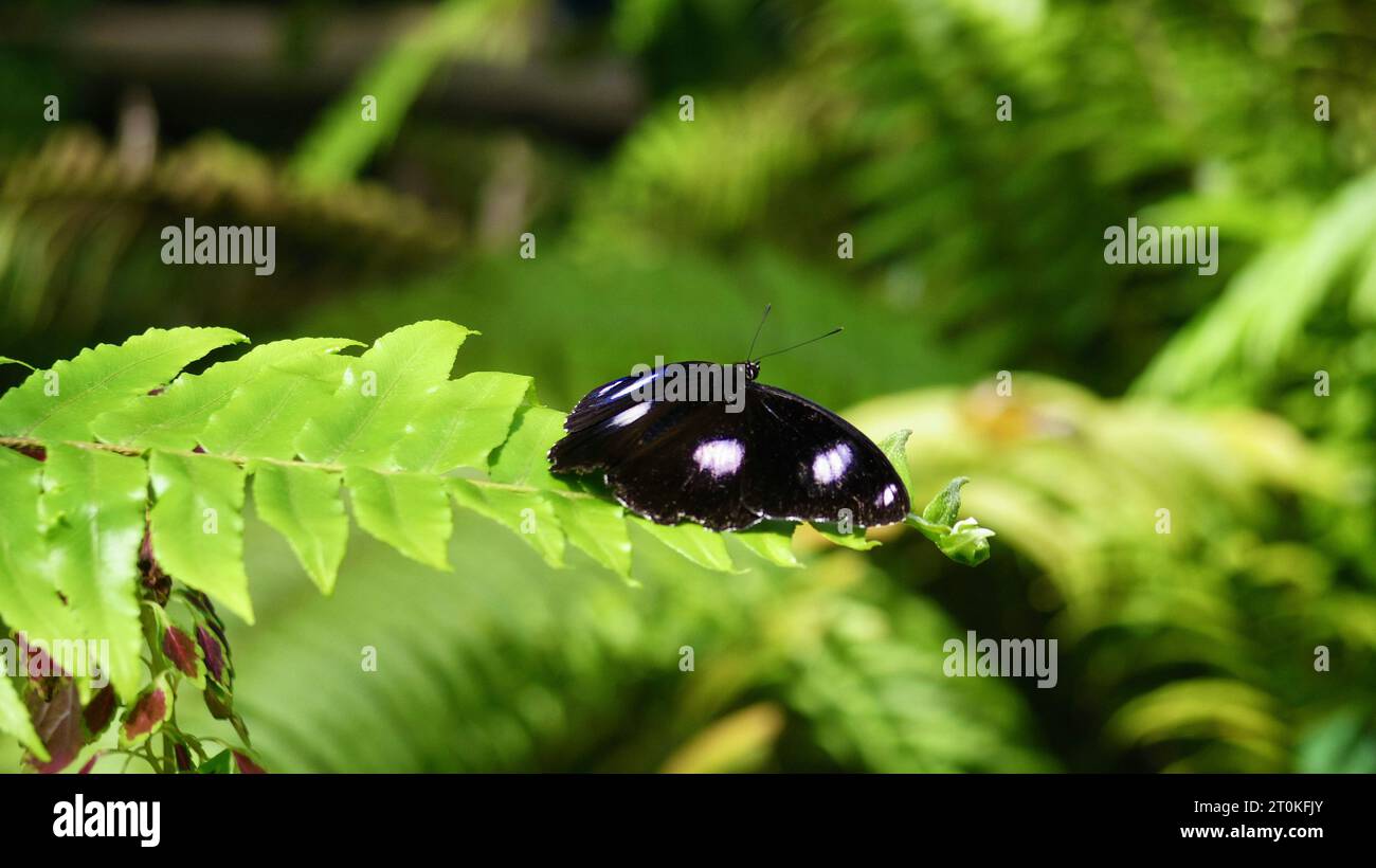 A hypolimnas bolina butterfly (aka great eggfly or blue moon butterfly ...