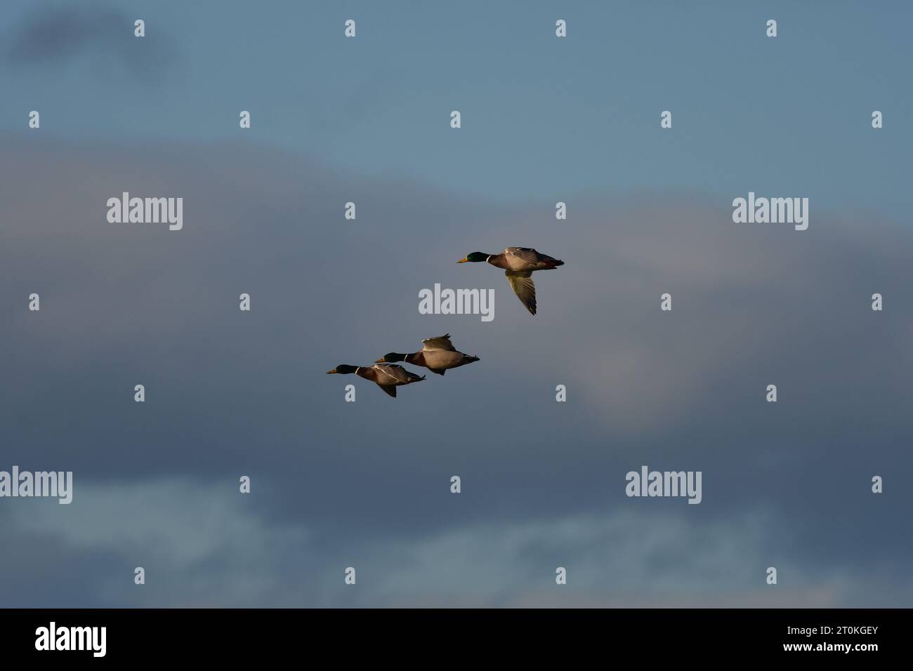Rspb ducks hi-res stock photography and images - Alamy