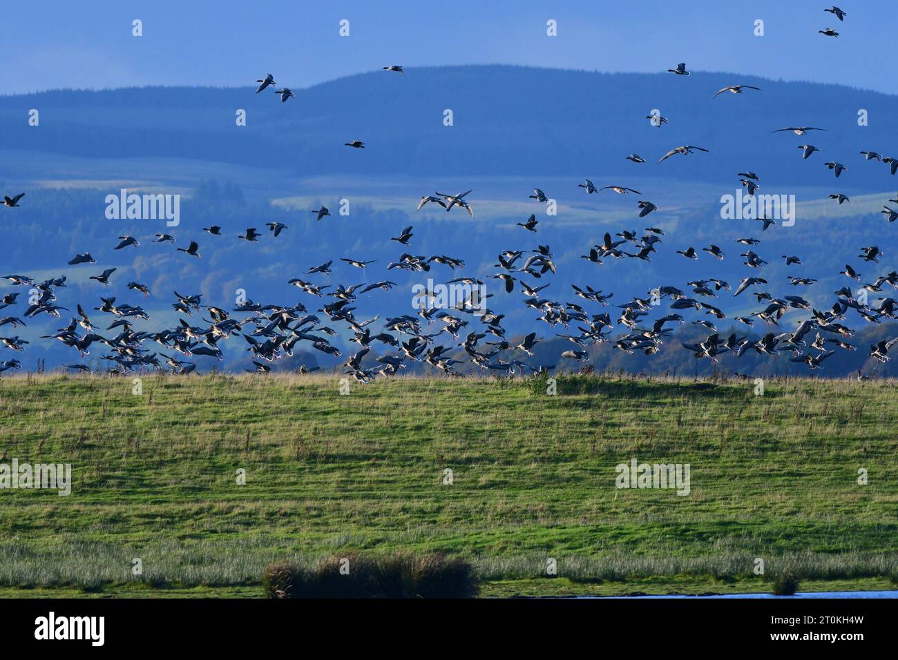 Loch leven perthshire rspb hi-res stock photography and images - Alamy