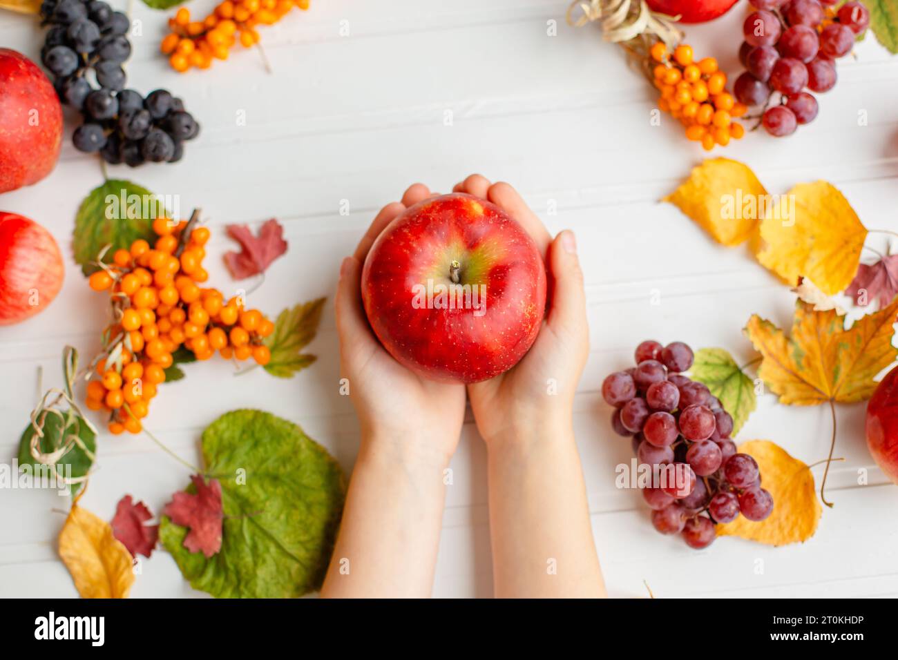 Harvesting of apples, grapes, sea buckthorn. Childs hands hold ripe red ...