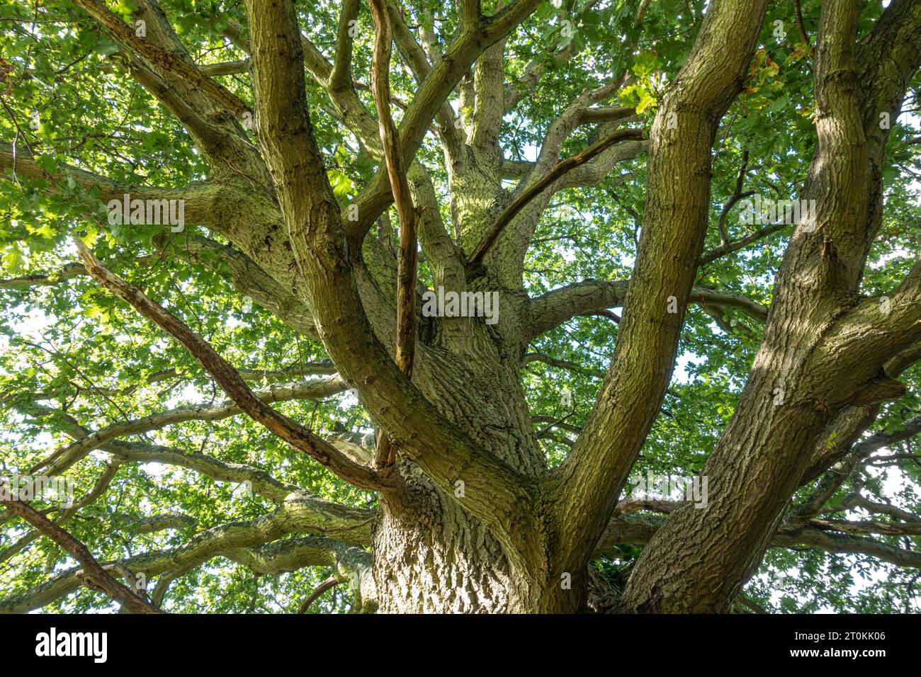A tree with strong branches hi-res stock photography and images - Alamy