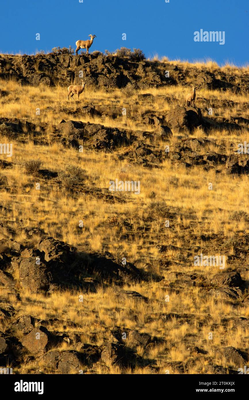 Bighorn sheep (Ovis canadensis), Cottonwood Canyon State Park, John Day ...