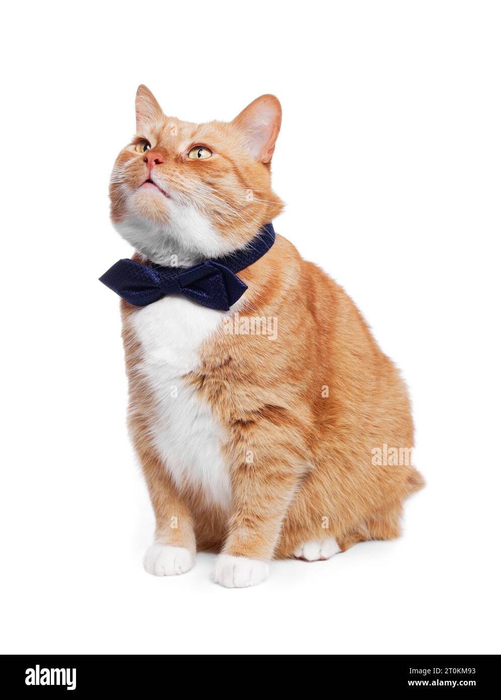 Cute cat with bow tie isolated on white Stock Photo - Alamy