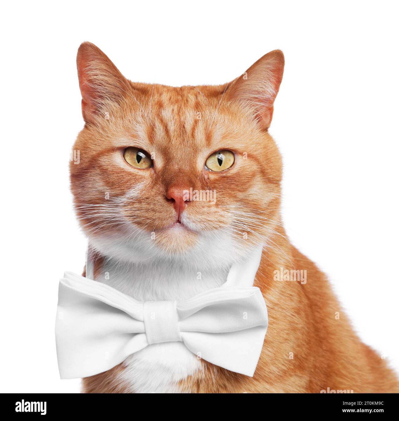 Cute cat with bow tie isolated on white Stock Photo - Alamy