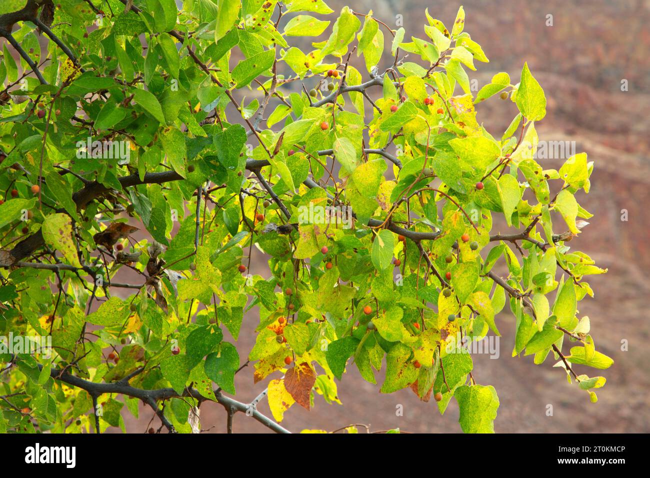 Netleaf Hackberry (Celtis reticulata) along Pinnacles Trail, Cottonwood ...