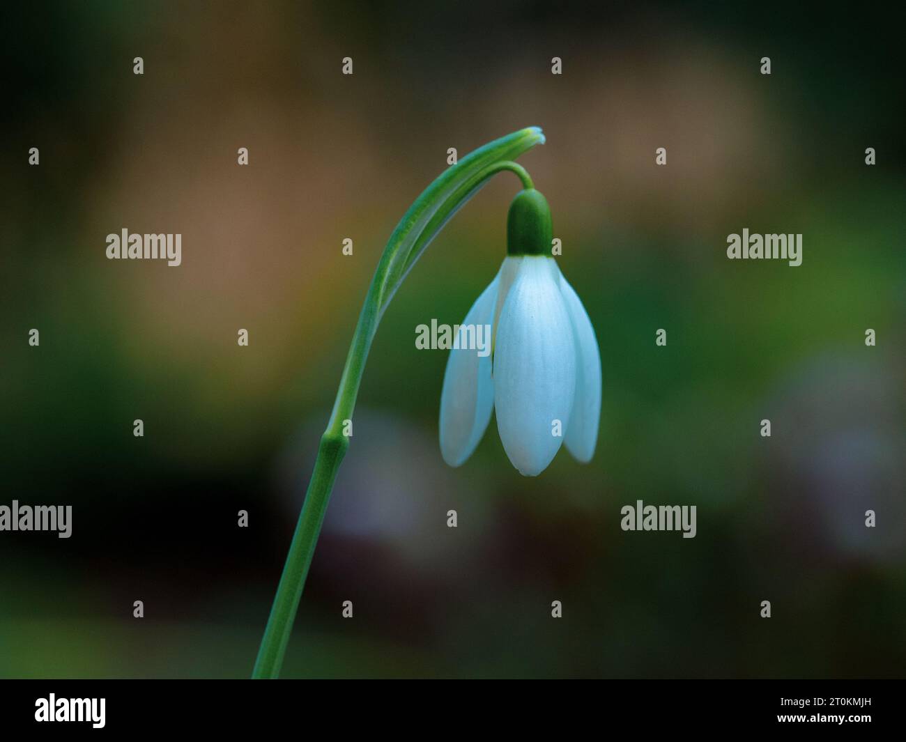 Slightly tousled hi-res stock photography and images - Alamy
