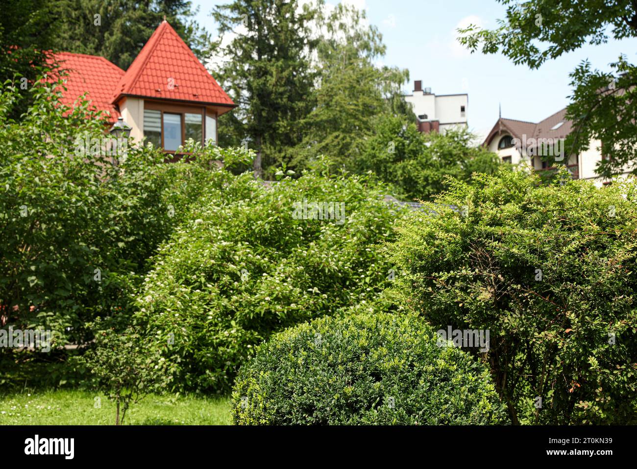 Beautiful green plants growing in garden. Landscape design Stock Photo ...