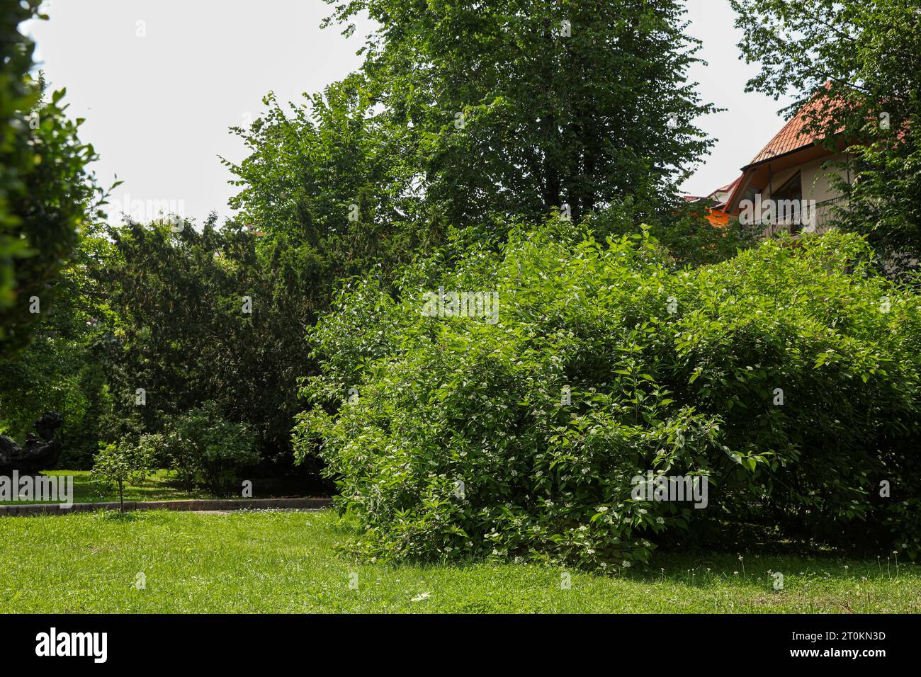 Beautiful green plants growing in garden. Landscape design Stock Photo ...