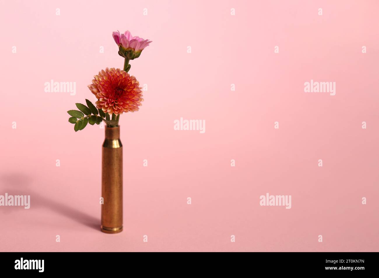 Bullet cartridge case and beautiful chrysanthemum flowers on pink ...