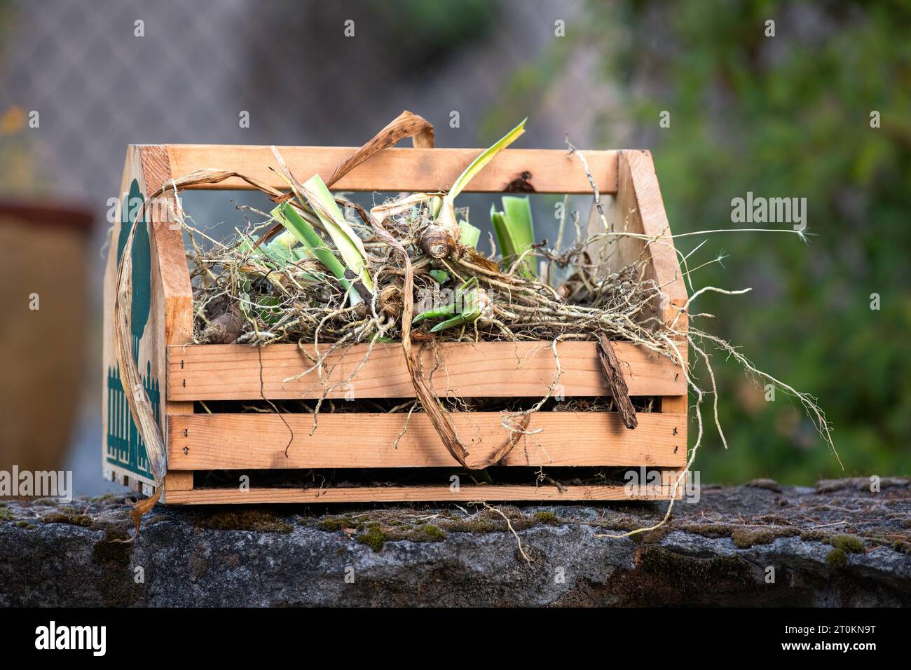 A basket full of newly divided garden Iris Bulb Rhizomes with roots ...