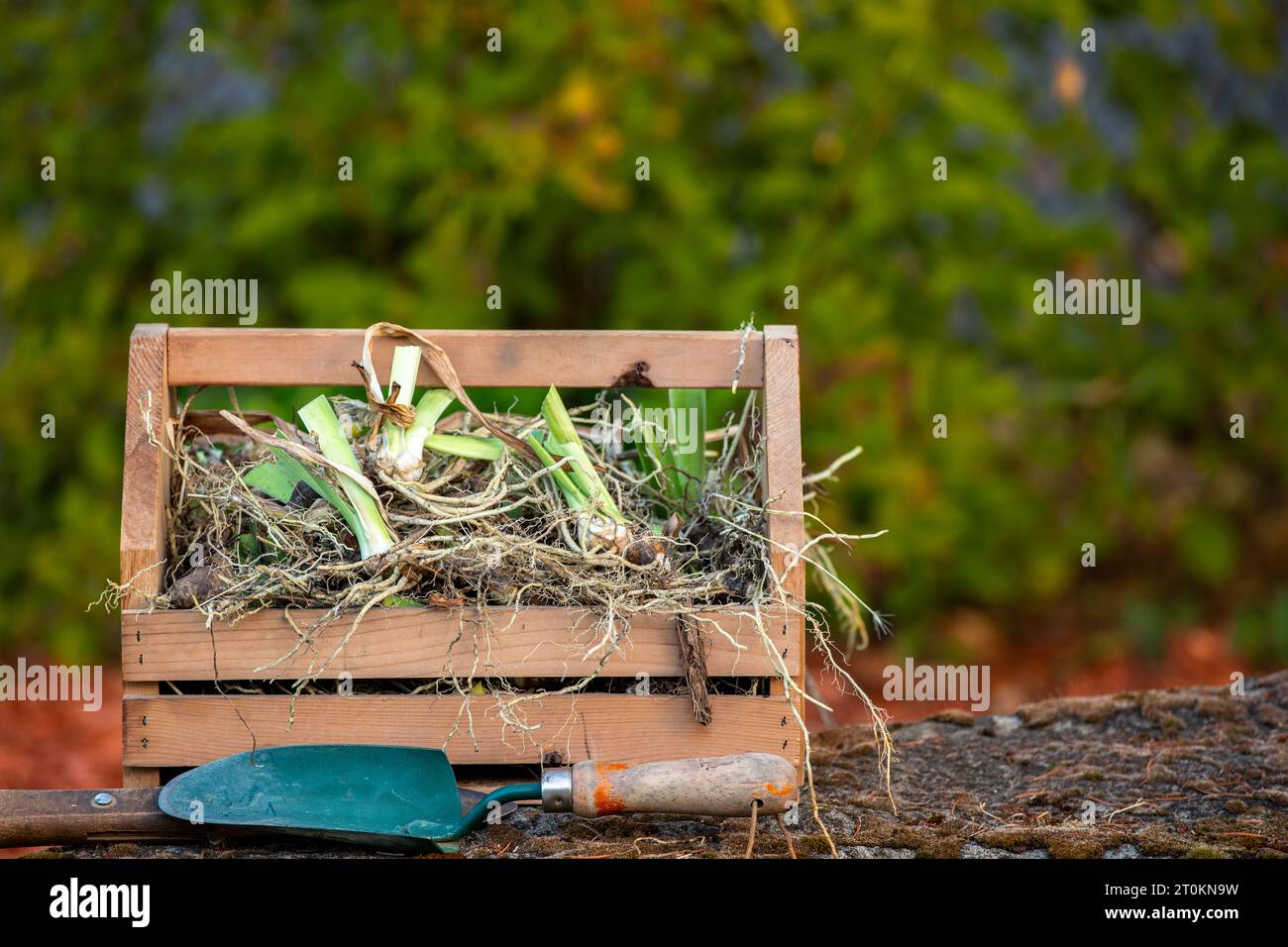 A basket full of newly divided garden Iris Bulb Rhizomes with roots ...