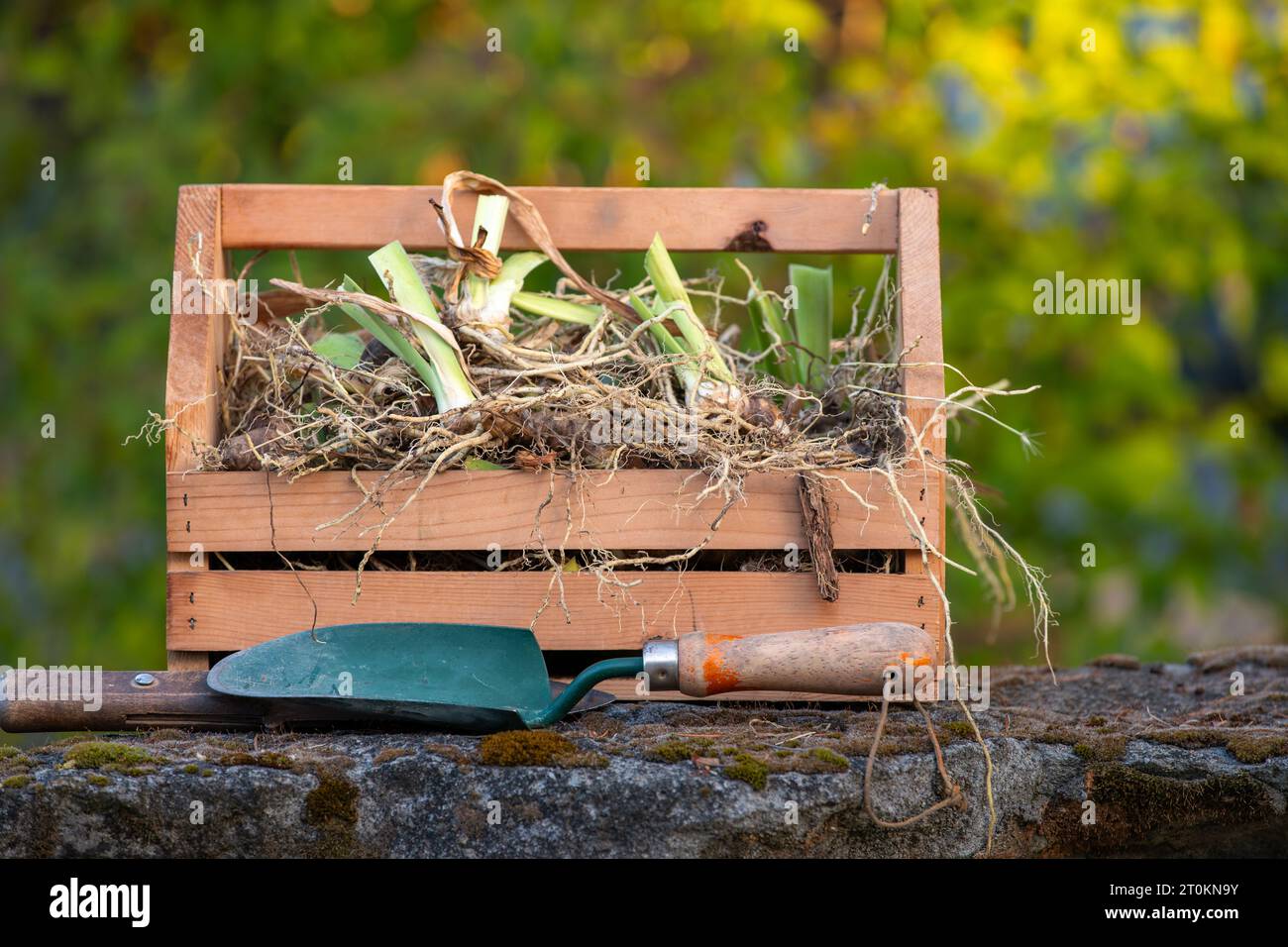 A basket full of newly divided garden Iris Bulb Rhizomes with roots ...