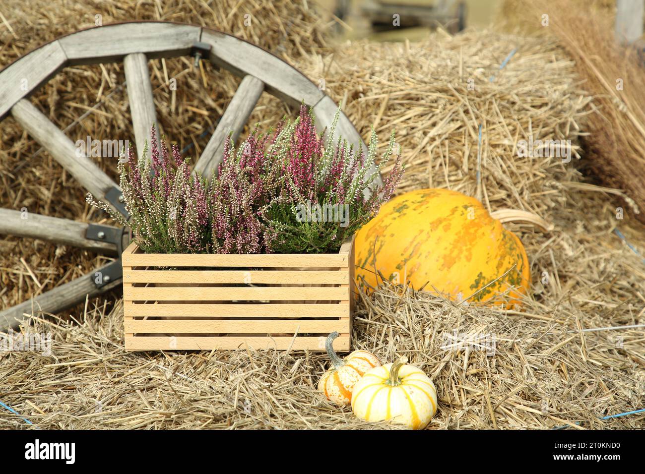 Beautiful heather flowers in crate and pumpkins on hay outdoors Stock ...