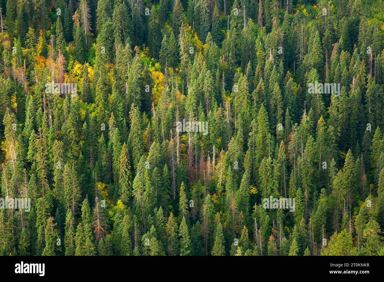 Forest from Bald Mountain Viewpoint, Umatilla National Forest, Oregon ...