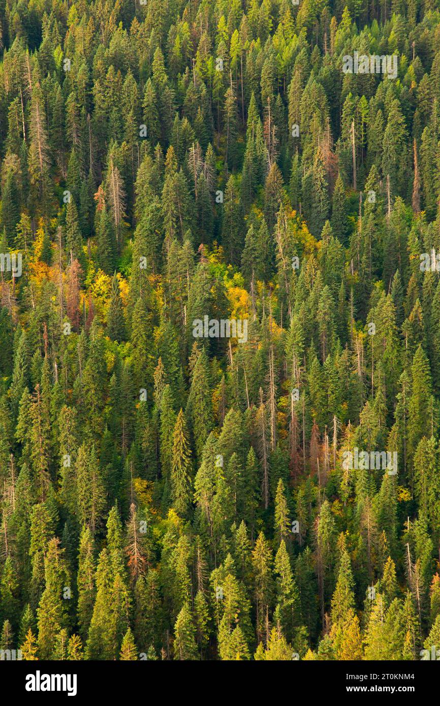 Forest from Bald Mountain Viewpoint, Umatilla National Forest, Oregon ...