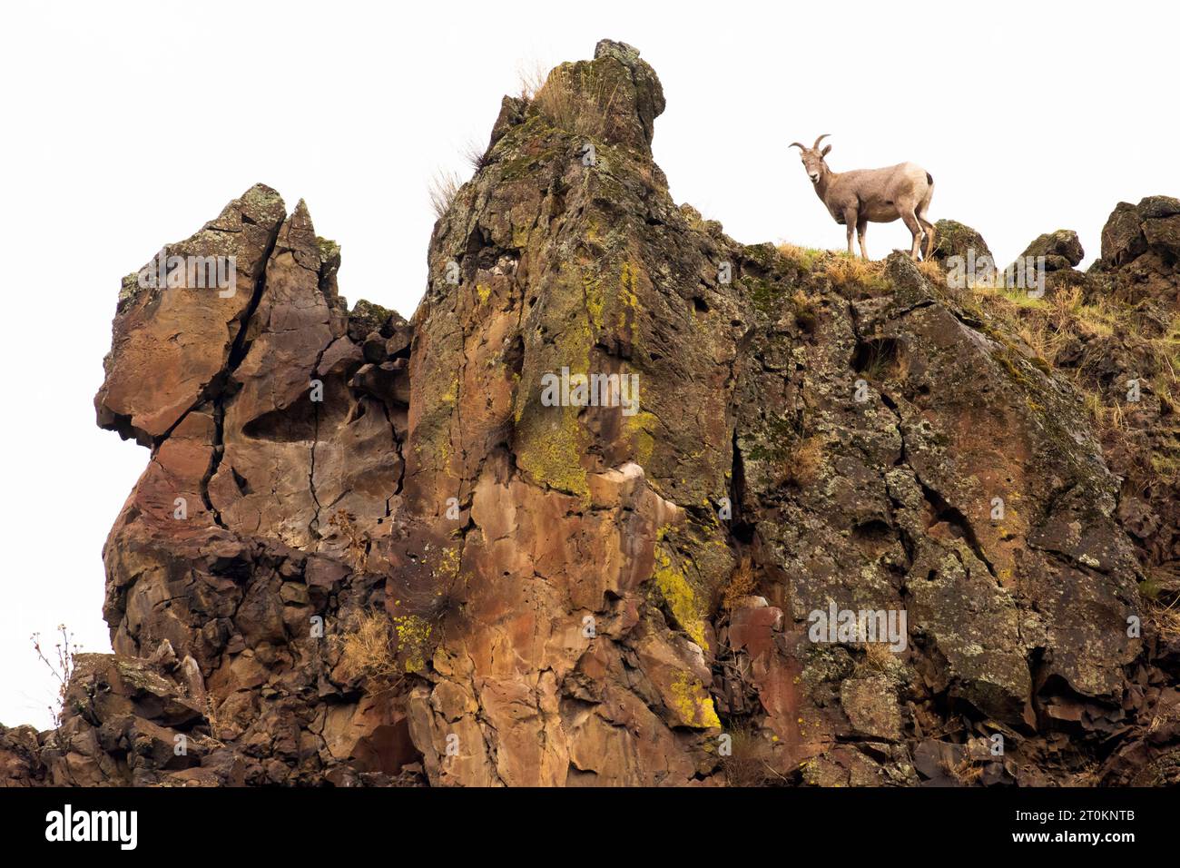 Bighorn sheep (Ovis canadensis), Grande Ronde Wild and Scenic River ...